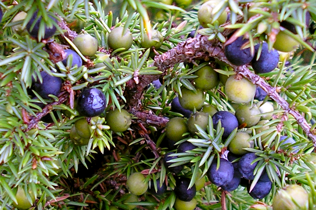 Reykjavik Distillery | Foraged